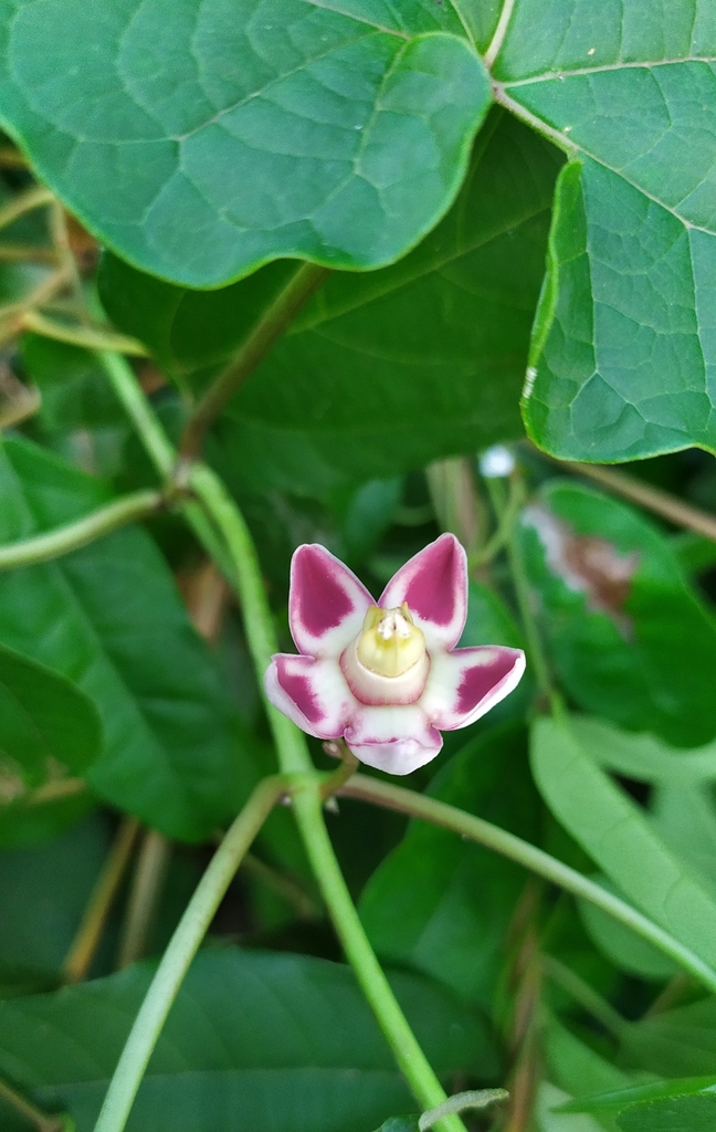 Holostemma Creeper from X9RV+JX9, Parassinikadavu, Kerala 670563, India ...