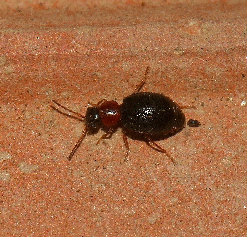 Colotes javeti from La Maternitat i Sant Ramon, Distrito de Les Corts ...