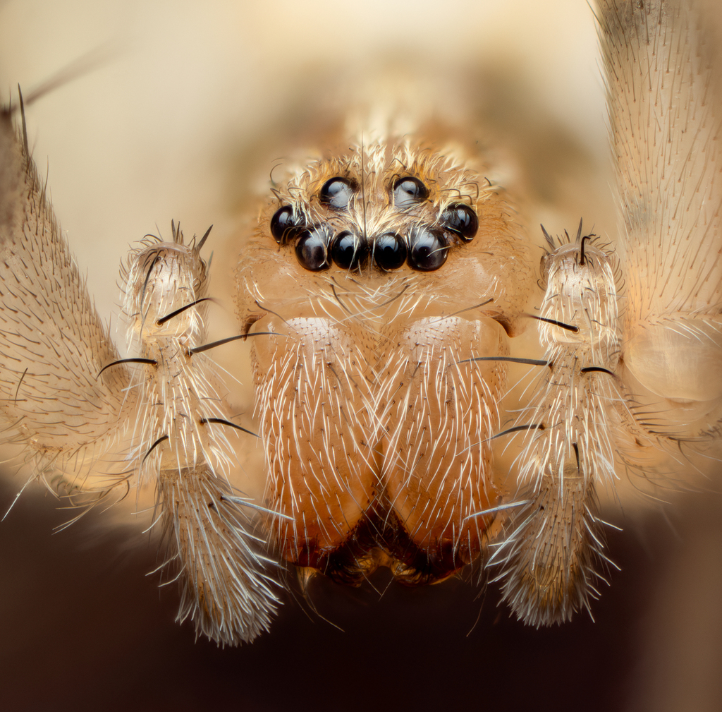 Anyphaenid Sac Spider