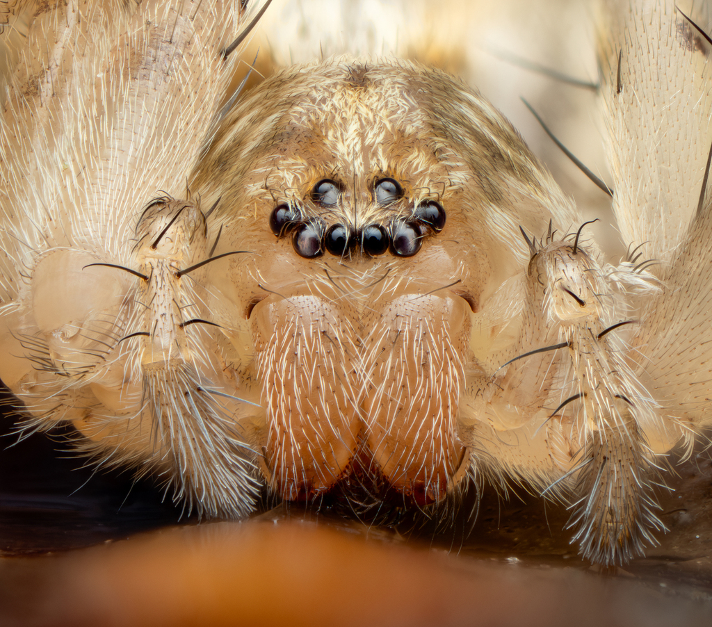 Buzzing Spider in December 2023 by Markus Horrer · iNaturalist
