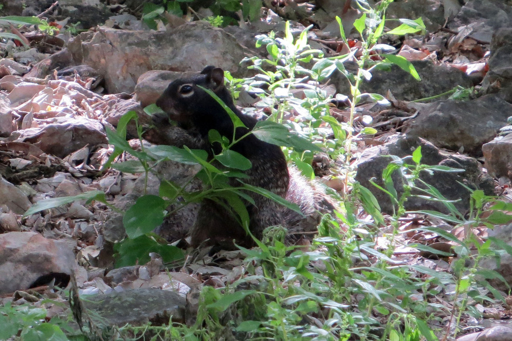 Rock Squirrel from Uvalde County, TX, USA on April 25, 2017 at 04:08 PM ...