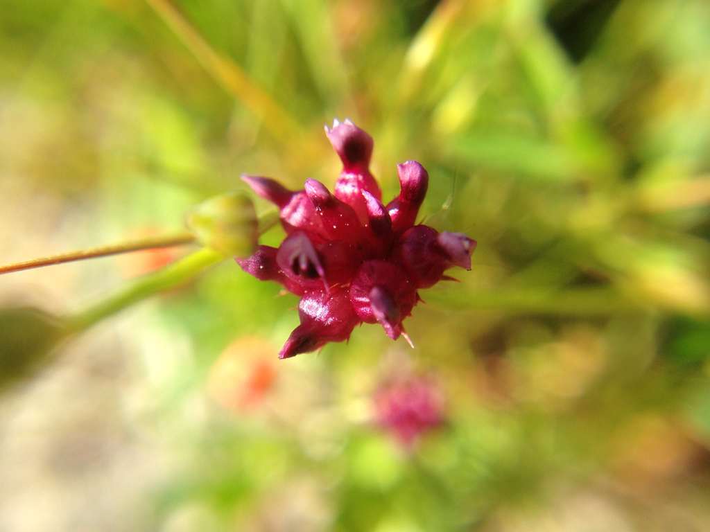 cowbag clover from Laguna Seca Raceway, Monterey, CA, US on April 16 ...