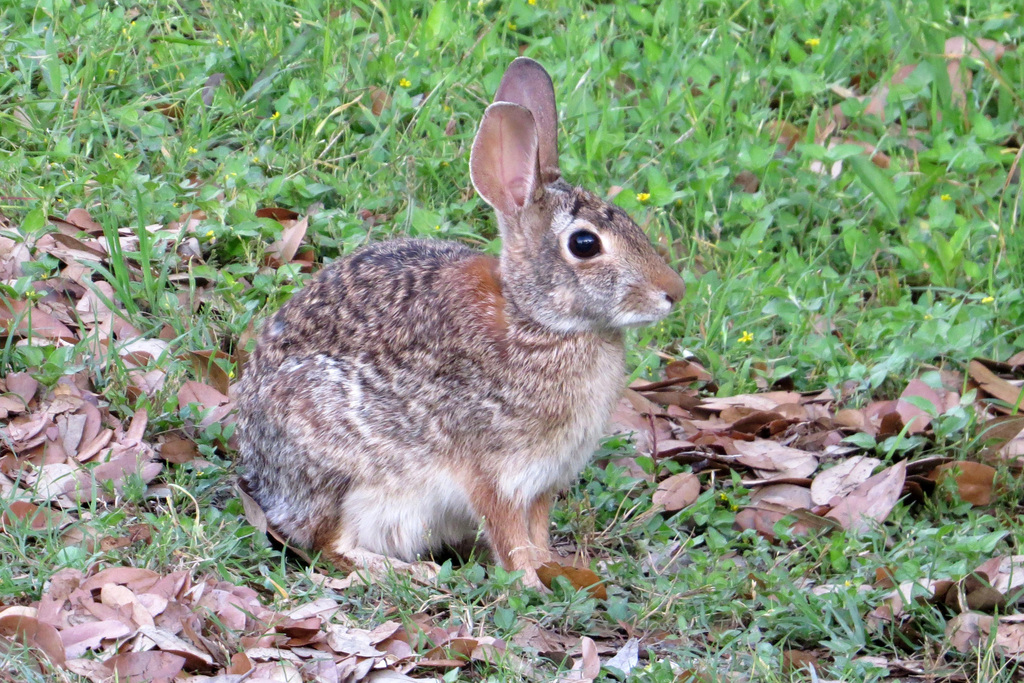 Eastern Cottontail from Uvalde County, TX, USA on April 25, 2017 at 06: ...