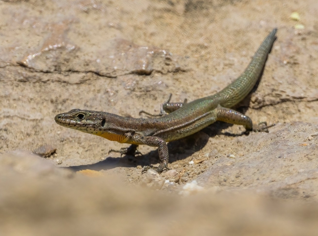 Green Iberian Wall Lizard from Peniche, 2520 Peniche, Portugal on ...