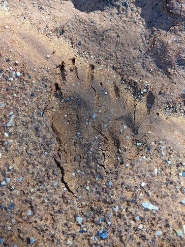 Raccoon Tracks – NatureTracking
