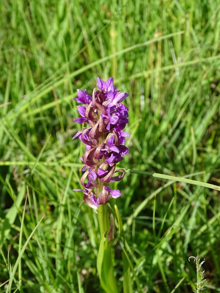 Early Marsh-orchid from 01680 Marchamp, France on June 21, 2020 at 04:18 PM by ferlay myriam ...