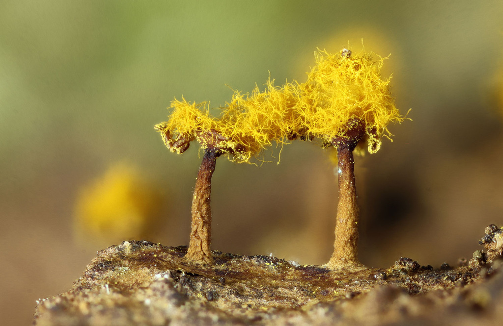 Trichia erecta from Birralee TAS 7303, Australia on December 10, 2023 ...