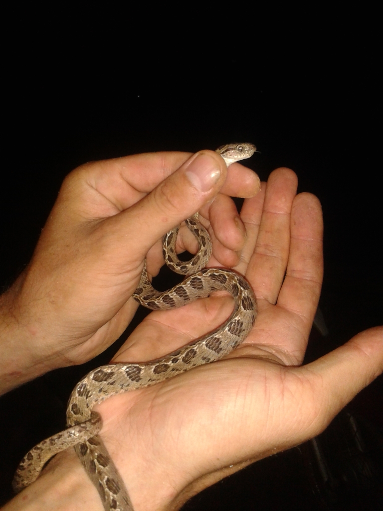 Many-spotted Cat Snake from Nong Khai, Thailand on March 17, 2013 at 08 ...