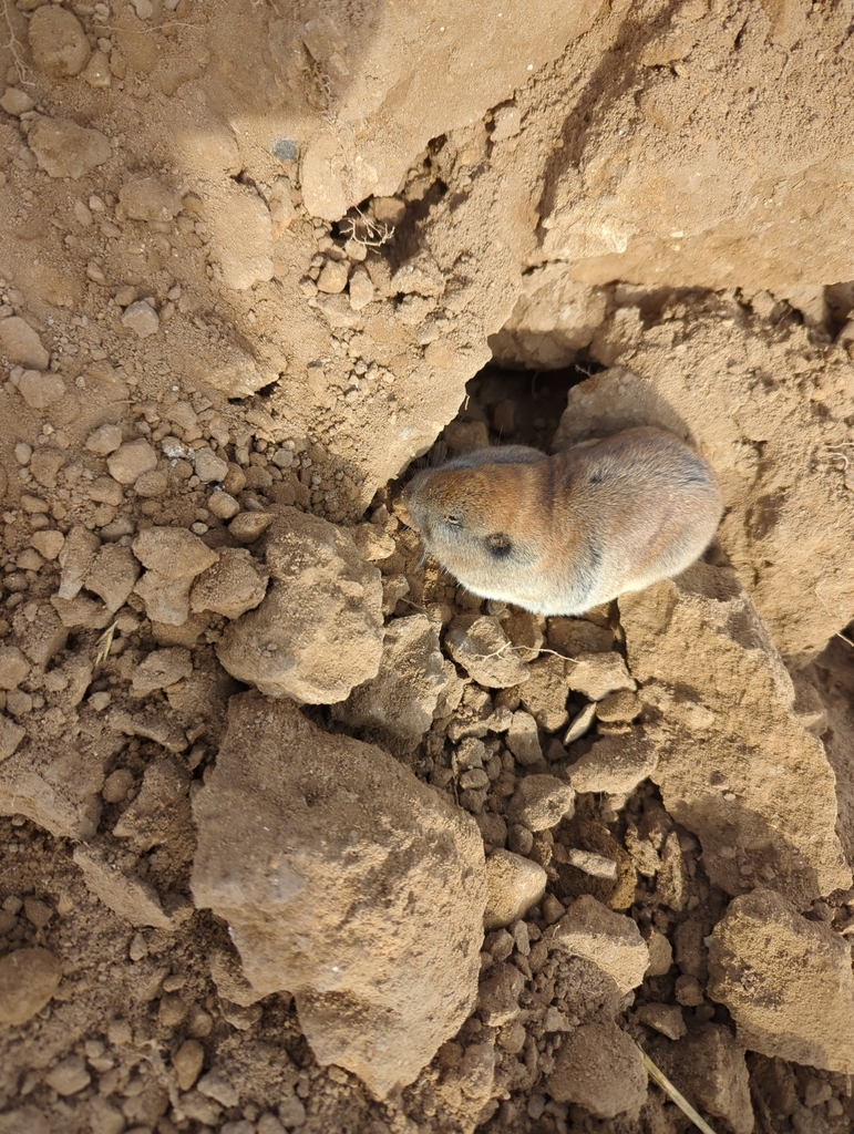 Rodents from Rifle, CO 81650, USA on December 13, 2023 at 02:13 PM by ...