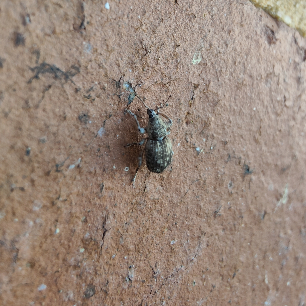 Broad-nosed Weevils from Neergabby WA 6503, Australia on December 13 ...