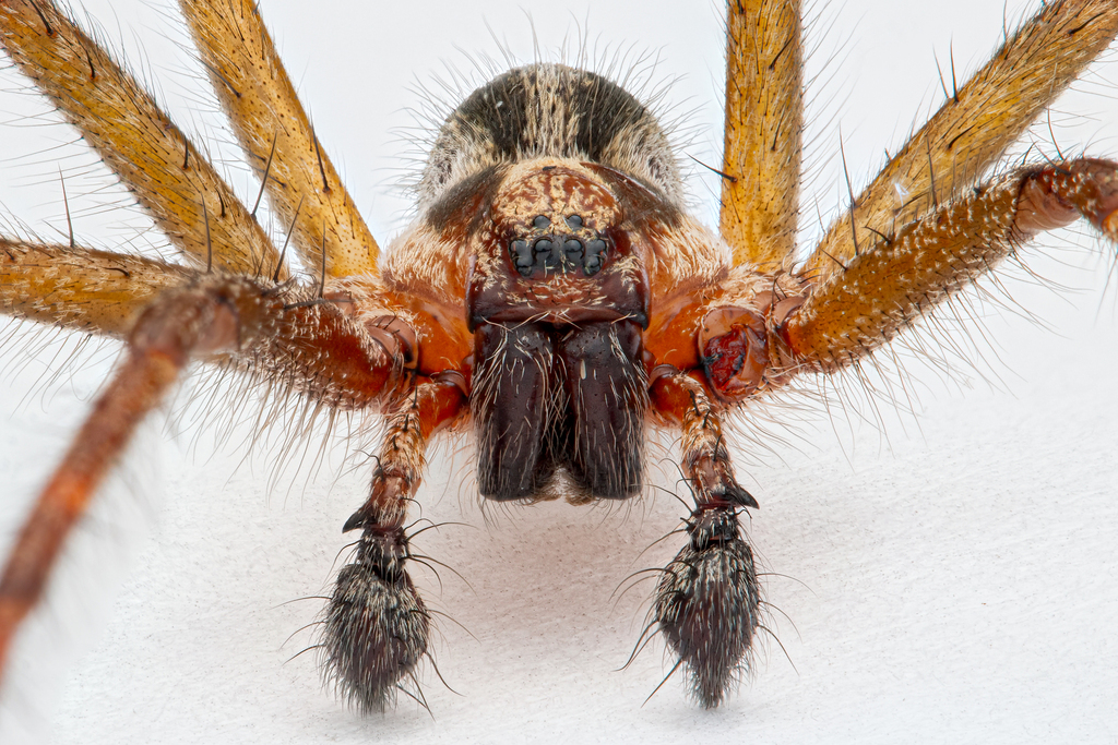 Labyrinth spider from 3360 Liseleje, Danmark on July 24, 2022 at 02:00 ...