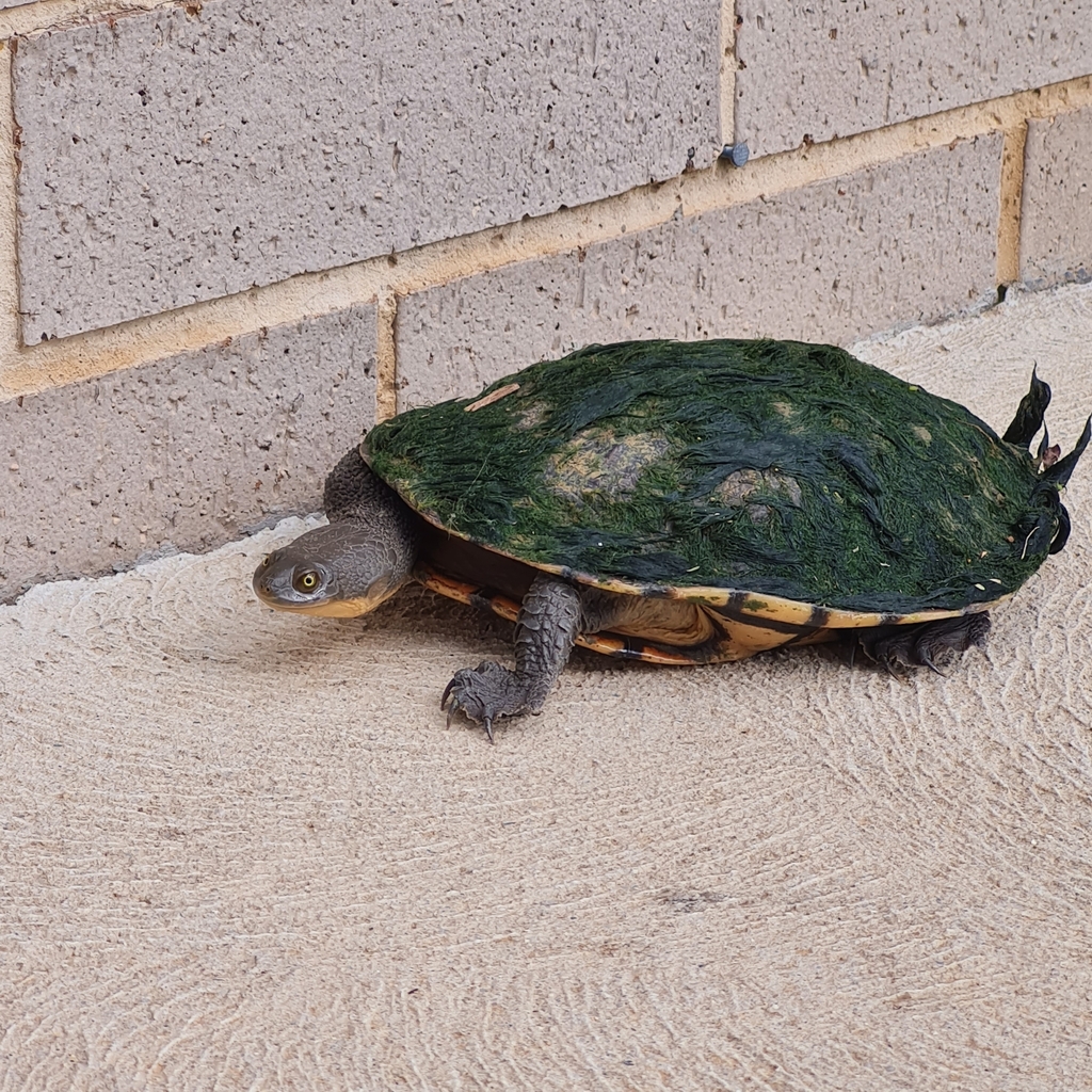 Common Snake-necked Turtle from Holt ACT 2615, Australia on December 14 ...