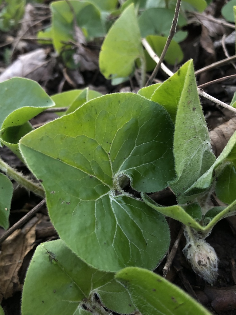 Canadian wild ginger in April 2023 by Raney Yelenich · iNaturalist