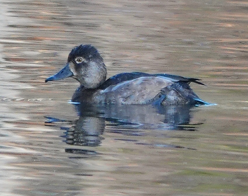 Ring-necked Duck from Bristol, TN 37620, USA on December 13, 2023 at 05 ...