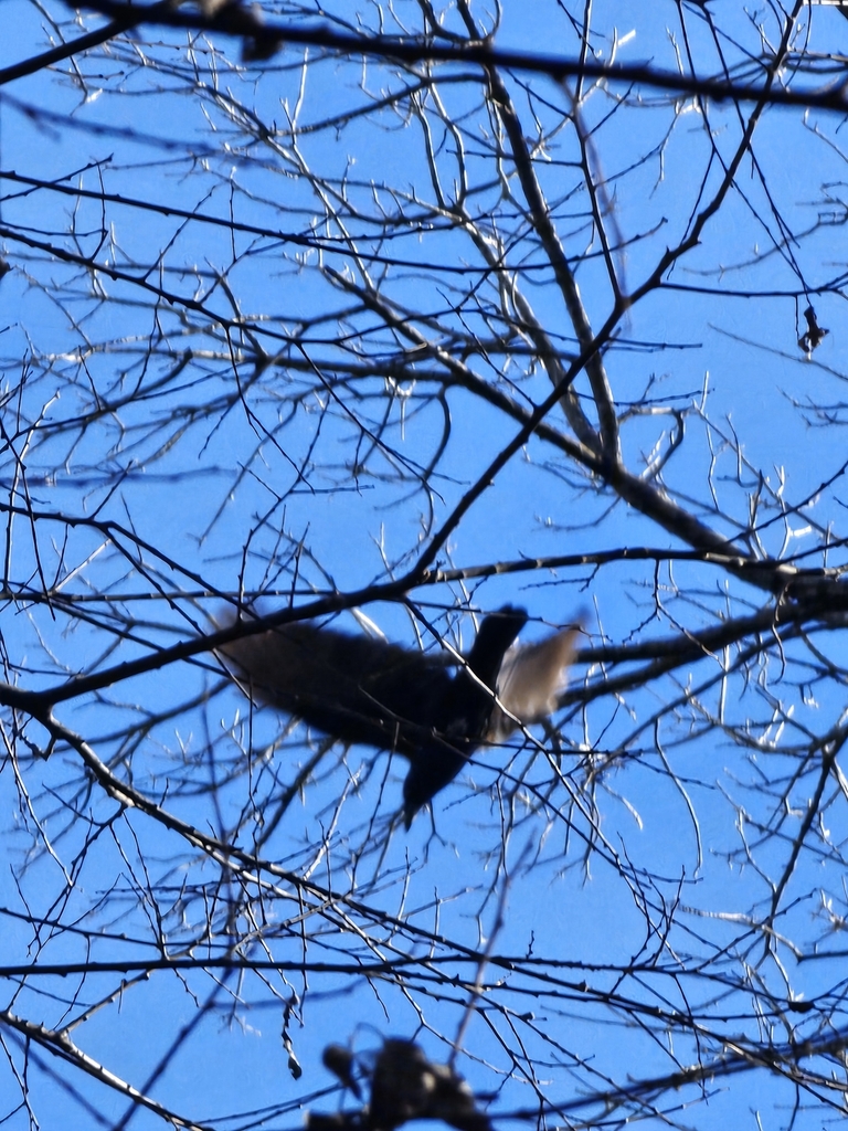 American Crow from Dallas, TX 75215, USA on December 11, 2023 at 03:07 ...