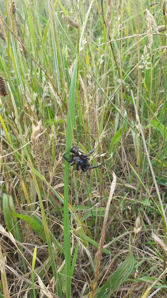 Avicularioidea from Monegeetta VIC 3433, Australia on December 14, 2023 ...