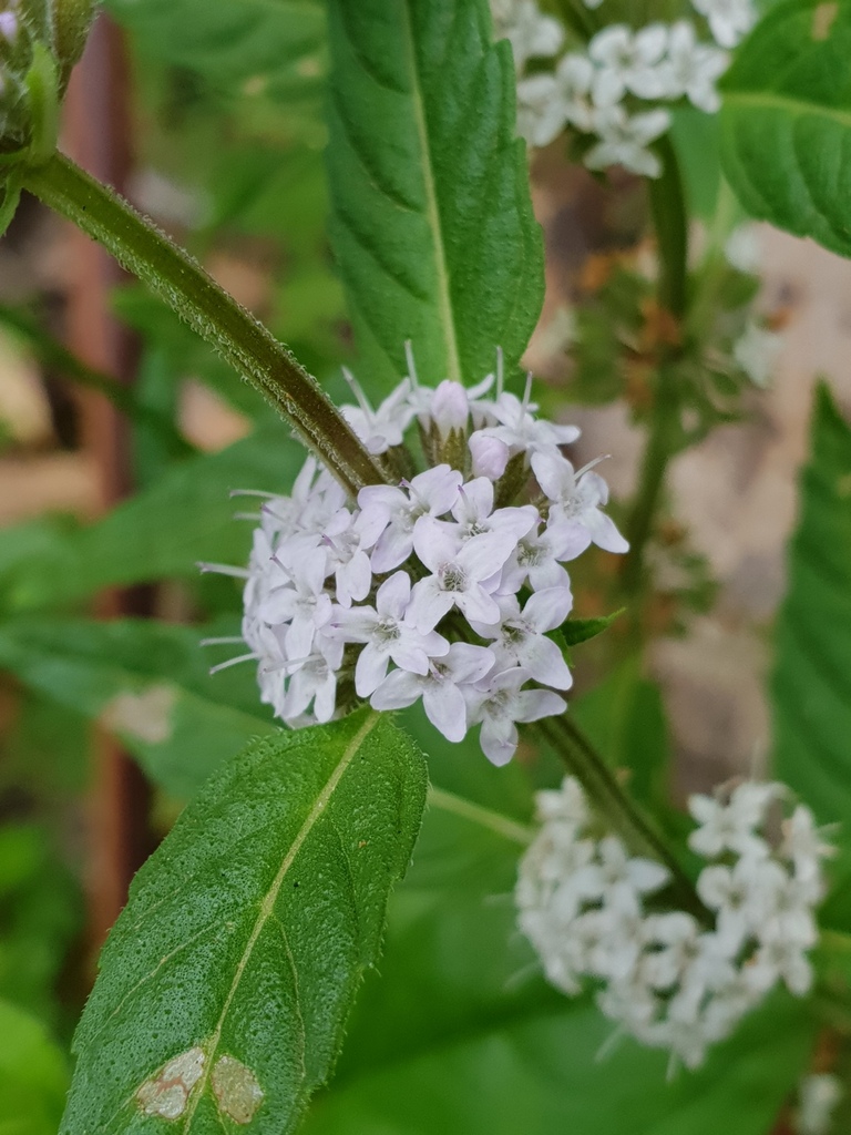 Native River Mint from Melbourne VIC, Australia on January 8, 2019 at ...