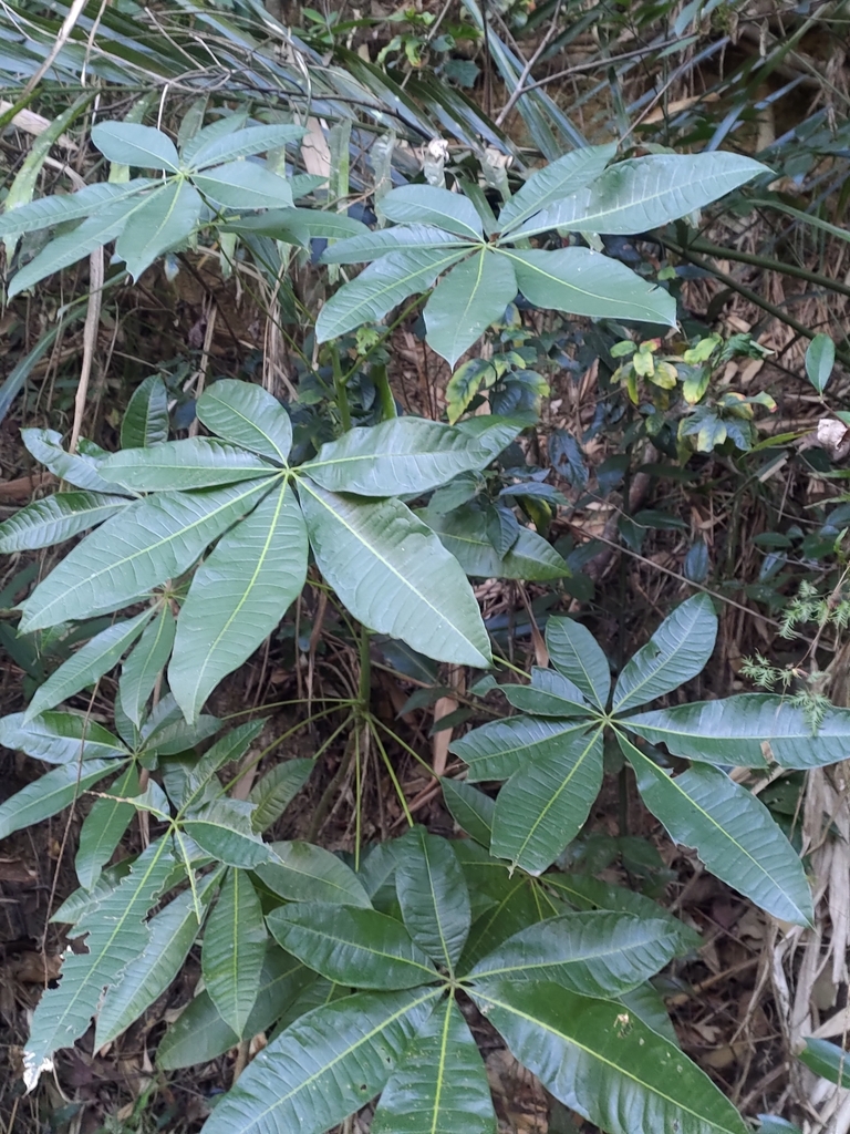 saba nut tree from Nantou, TW-TA, TW on December 14, 2023 at 08:13 AM ...