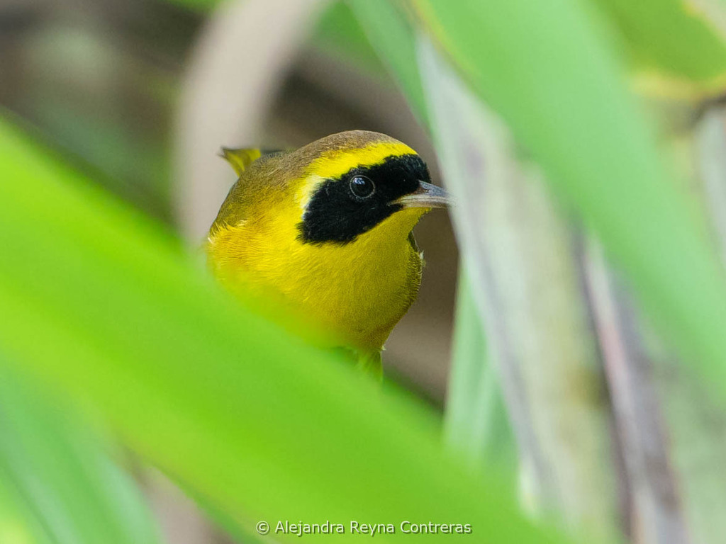 Altamira Yellowthroat in December 2023 by Alejandra Reyna Contreras ...