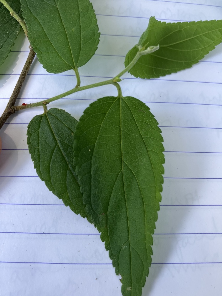 Nettle Tree from Berry, NSW, AU on December 14, 2023 at 02:18 PM by ...