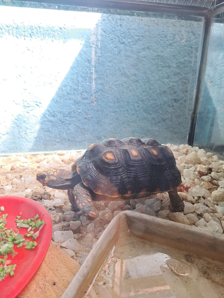 Red-footed Tortoise from Arcadia, Tehuacán, Pue., México on October 20 ...