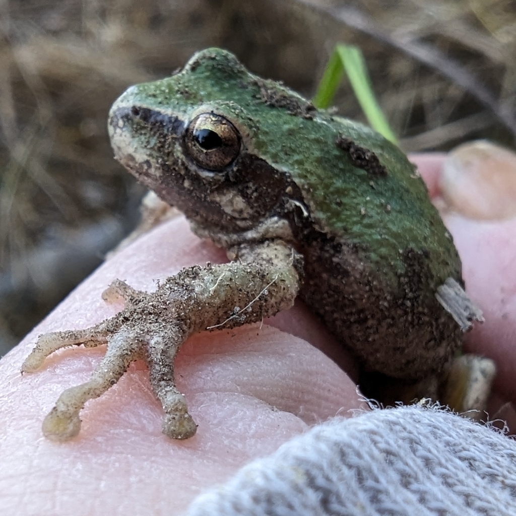 Sierran Tree Frog from Atascadero, CA 93422, USA on December 12, 2023 ...