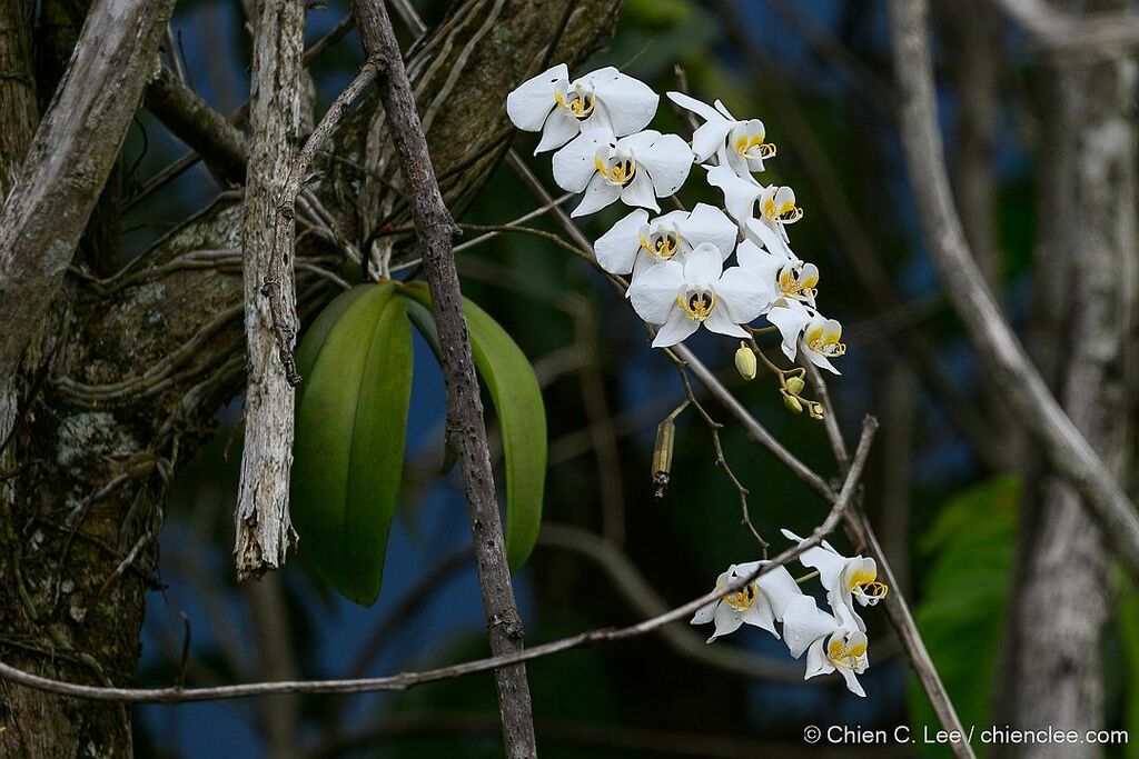 Phalaenopsis amabilis amabilis in December 2023 by Chien Lee · iNaturalist