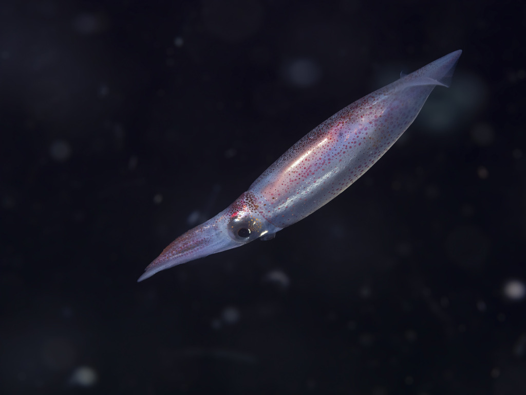 Bigfin Reef Squid from Batangas, Philippines on December 8, 2023 at 06: ...