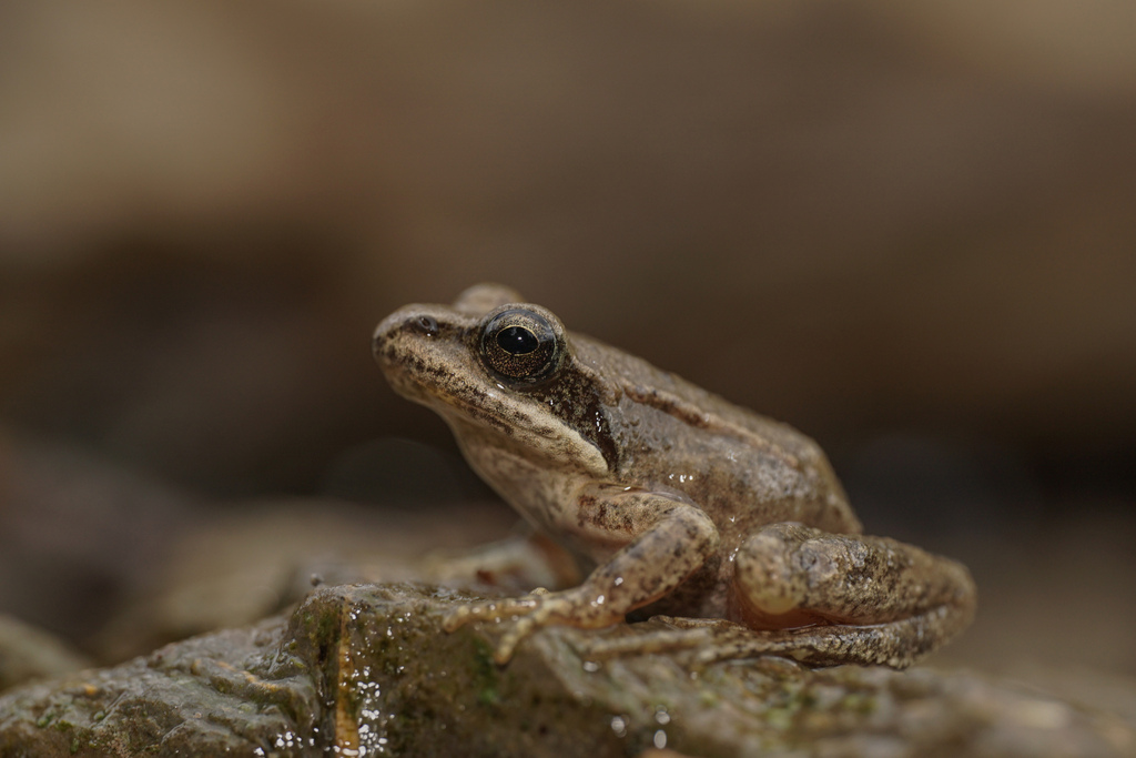 Pyrenean frog in August 2023 by Ander Alvarez · iNaturalist
