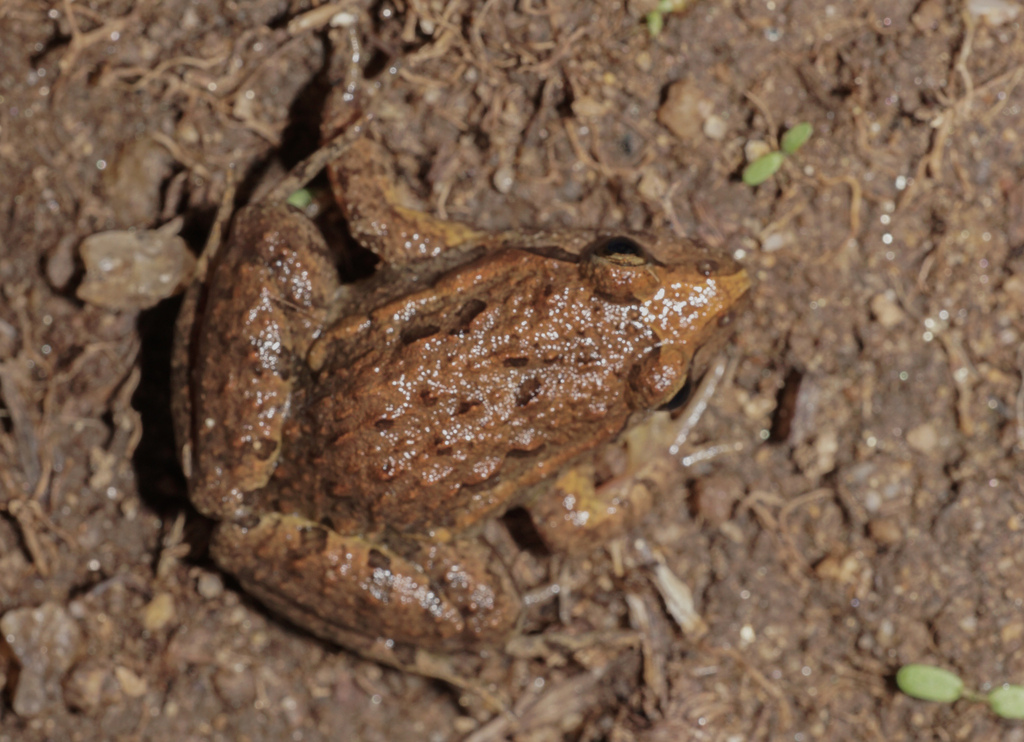 Iberian Painted Frog from Madrid, Spain on September 7, 2023 at 10:23 ...