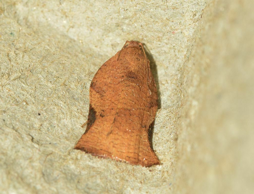 Archips micaceana from Nam Chung Valley, Hong Kong on December 10, 2023 ...
