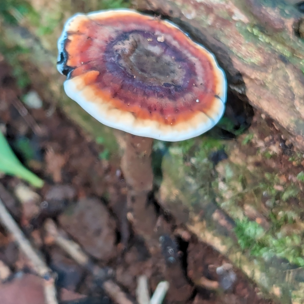 Sanguinoderma from Morafeno, Madagascar on December 14, 2023 at 08:58 ...