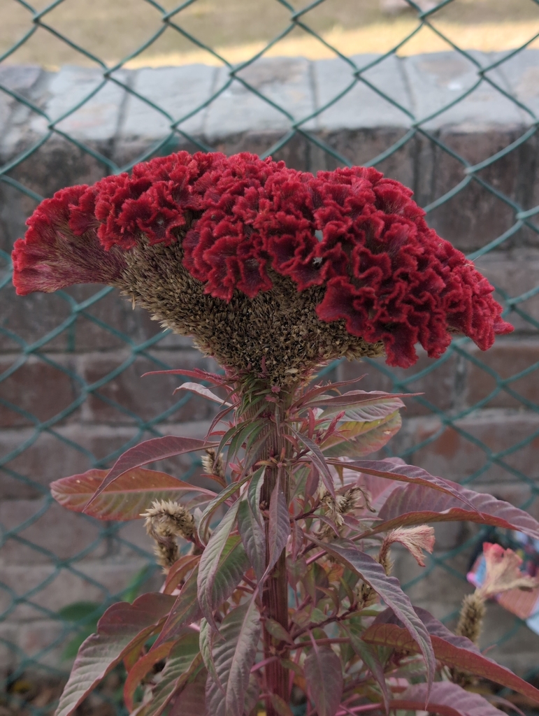 dicots from SENIOR WING, AMITY INTERNATIONAL SCHOOL SECTOR-44, A Block ...