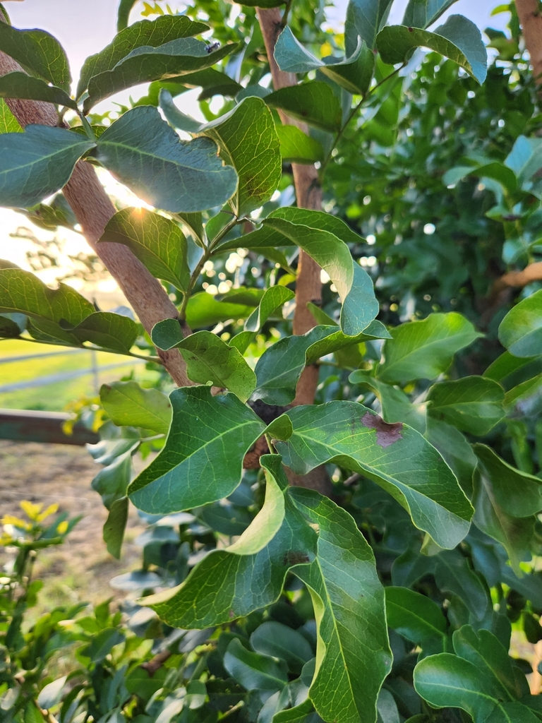 Weeping Boerbean from Dingo QLD 4702, Australia on December 14, 2023 at ...