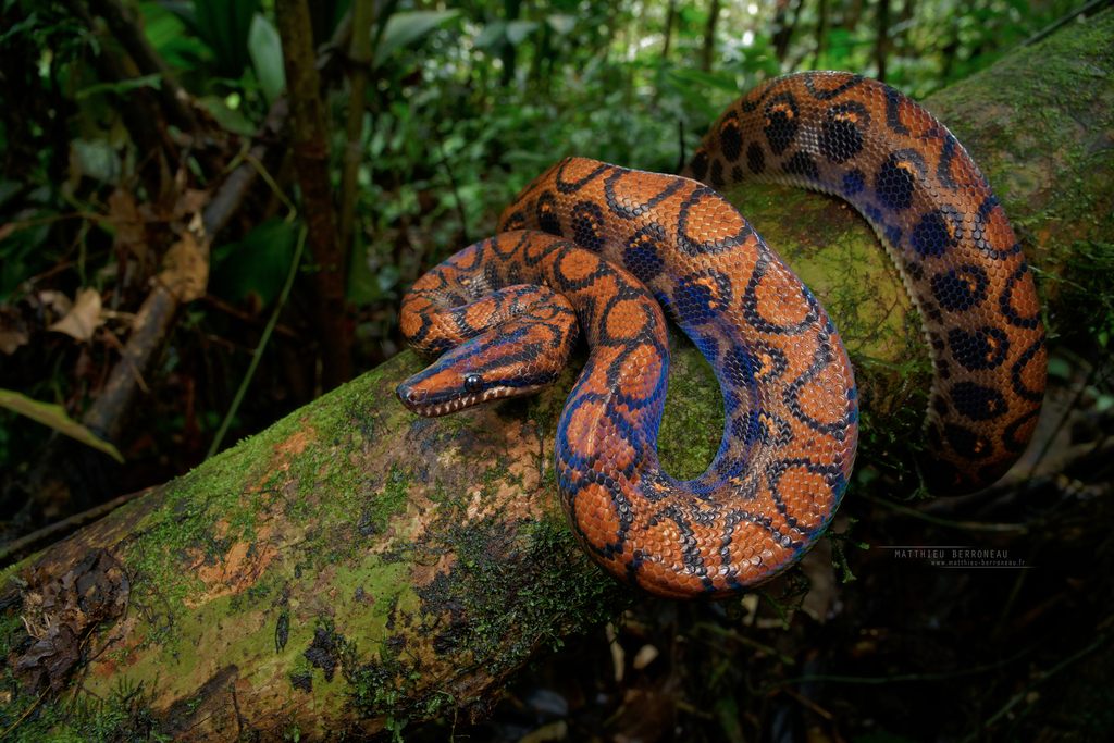 Western Rainbow Boa in November 2023 by Matthieu Berroneau. Western Rainbow Boa - Boa arco iris ...