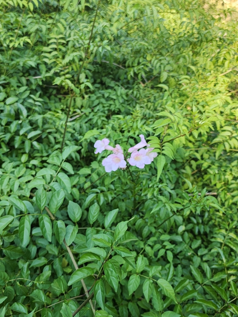 Pink Trumpet Vine from Saratoga NSW 2251, Australia on December 14 ...