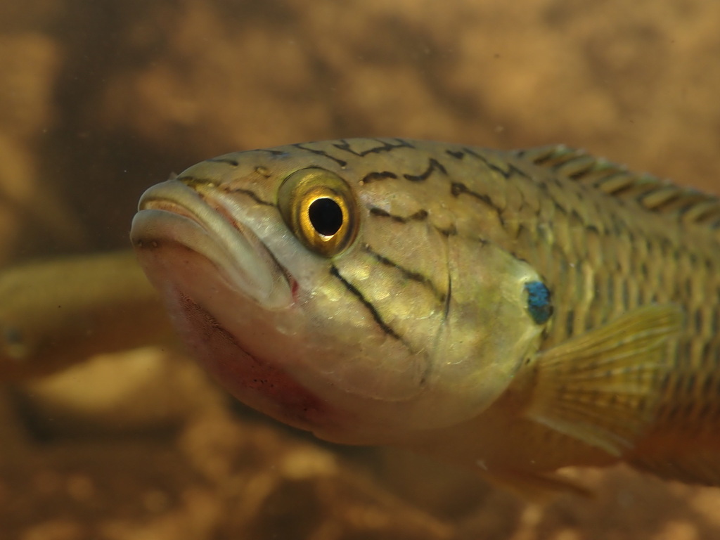 Cape Kurper from Greyton, 7233, South Africa on December 8, 2023 at 02: ...