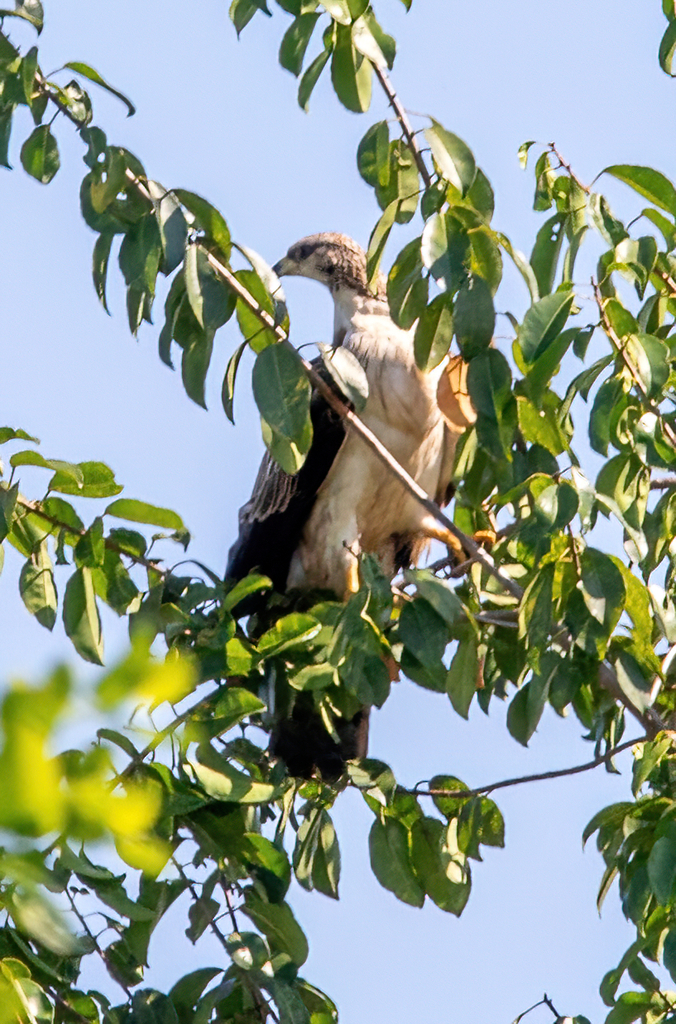 Bonelli's Eagle from Manufahi, Timor-Leste on December 8, 2023 at 09:46 ...