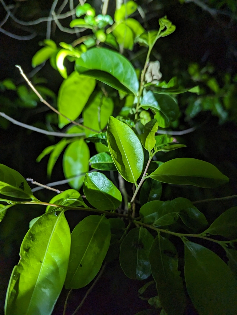 Cheese Tree from Mount Mellum QLD 4550, Australia on December 14, 2023 ...