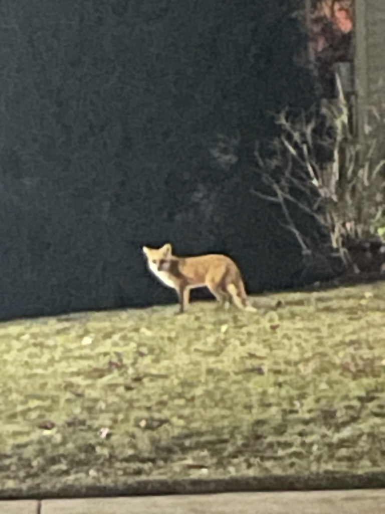 Red Fox from Cosgrove Dr, Madison, WI, US on December 14, 2023 at 06:20 ...