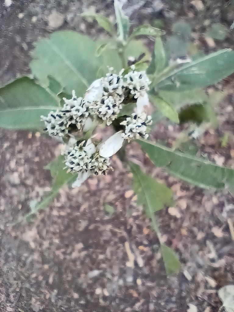 frostweed from Dallas, TX 75249, USA on December 14, 2023 at 08:16 AM ...