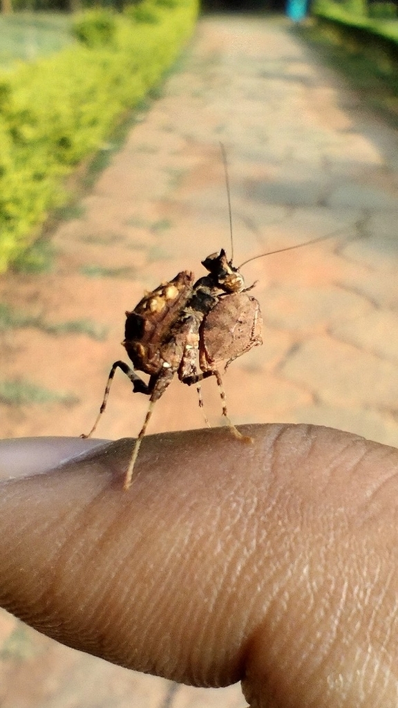 Hestiasula brunneriana from Gandhi Krishi Vignana Kendra Parijata ...