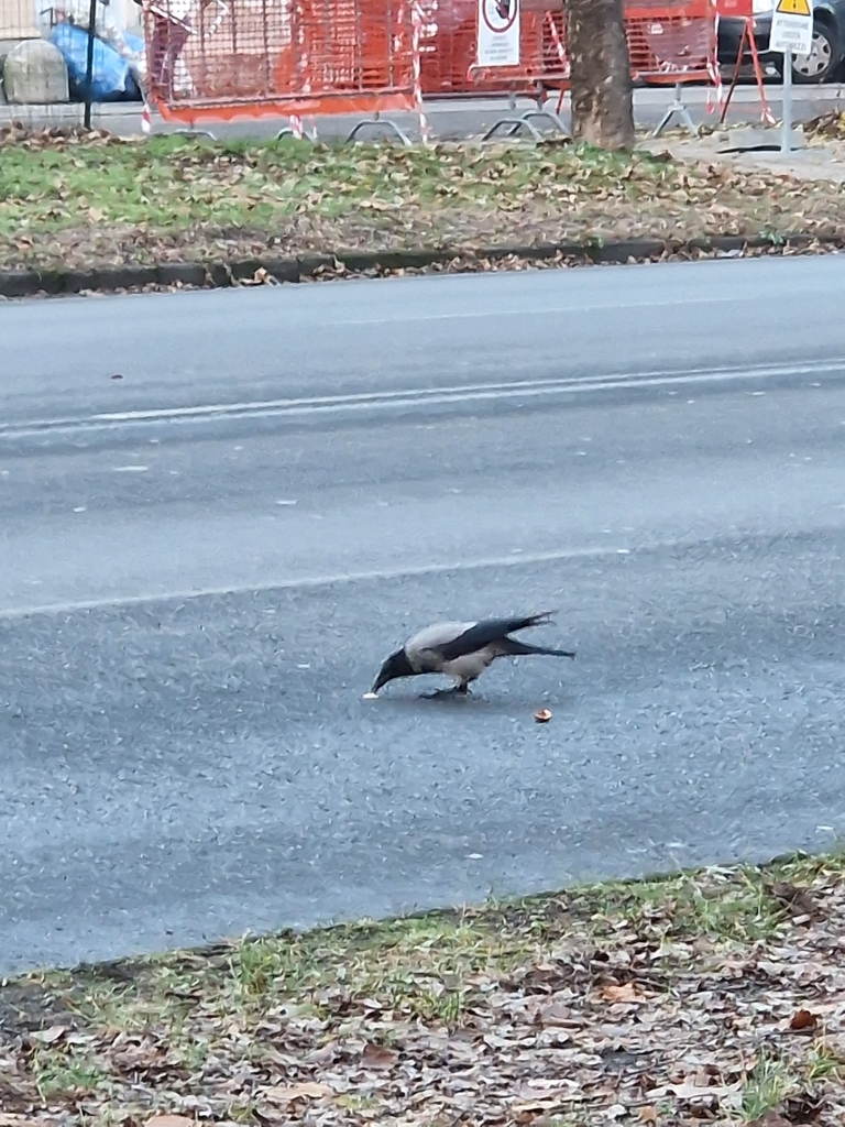 Hooded Crow from 20900 Monza, Province of Monza and Brianza, Italy on ...