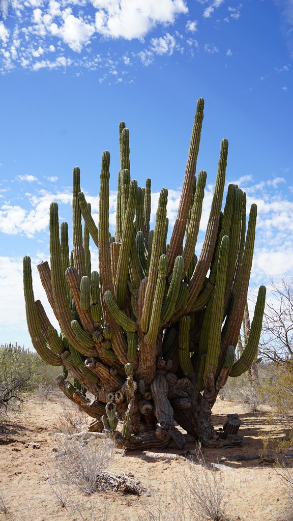 Mexican Giant Cactus from Hermosillo, Son., México on February 25, 2023 ...