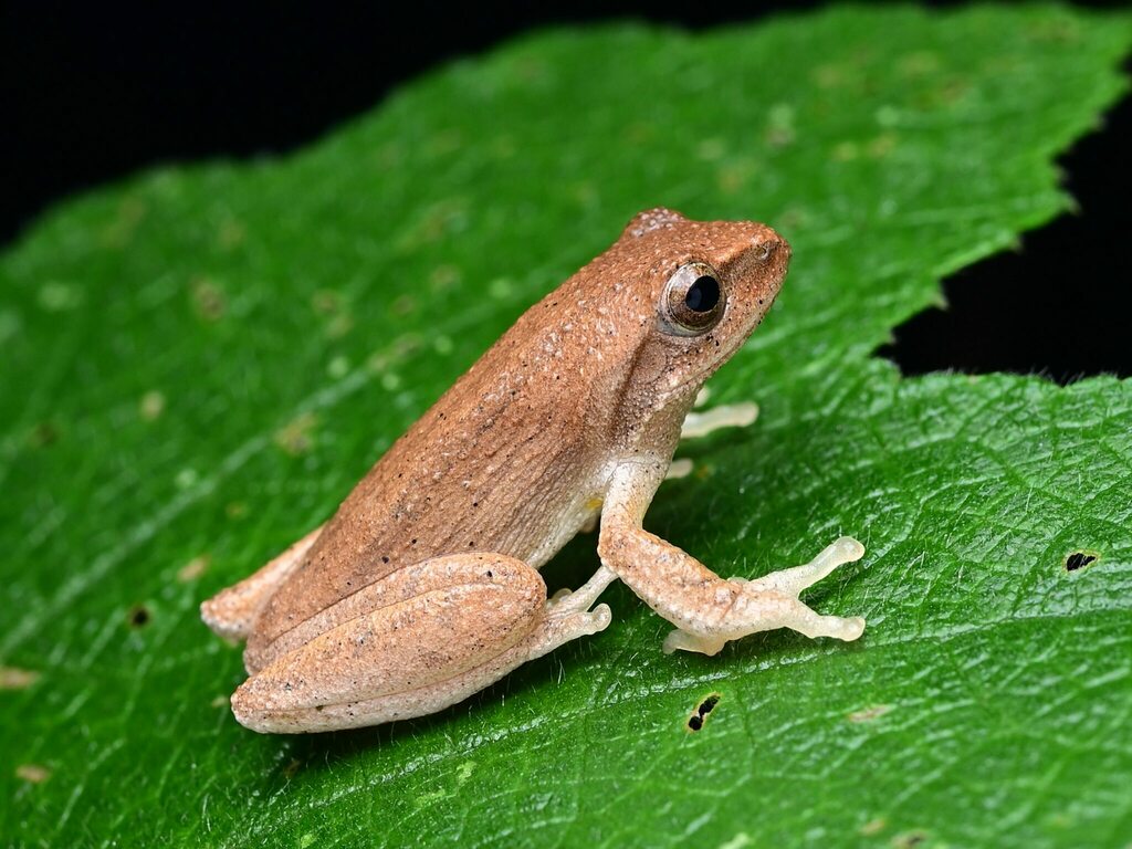 Doria's Tree Frog from 中国云南省西双版纳傣族自治州勐海县 on December 12, 2023 at 11:06 ...