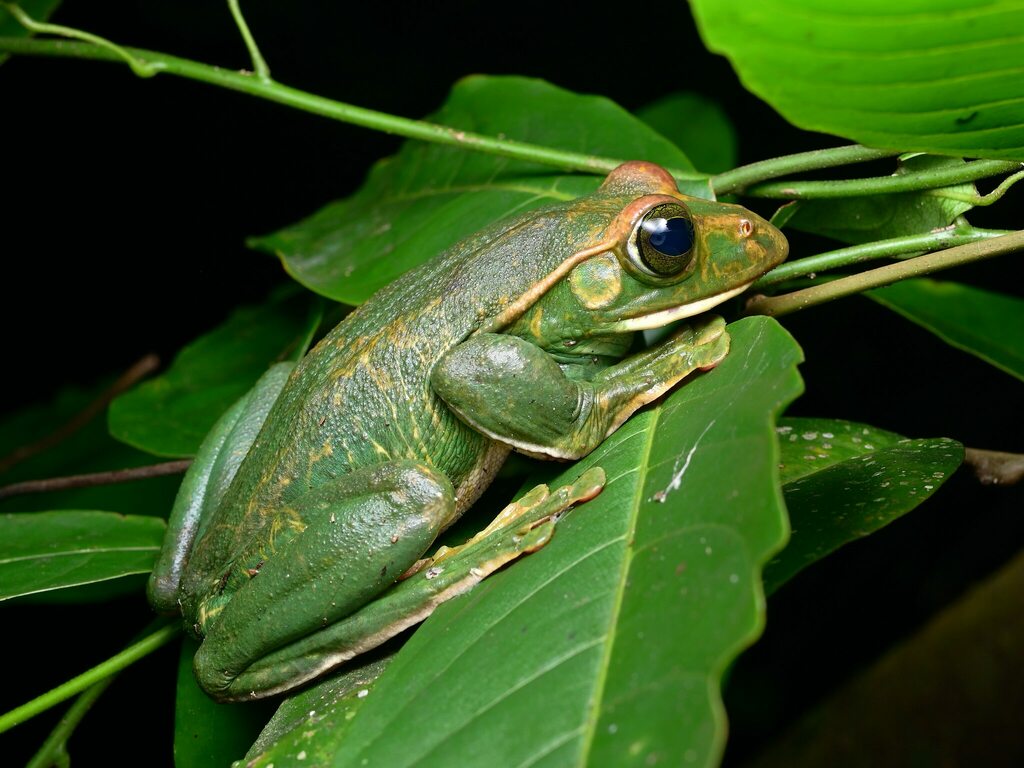 Fea's Flying Tree Frog from 中国云南省西双版纳傣族自治州勐海县 on December 13, 2023 at 03:37 PM by jiangyou ...