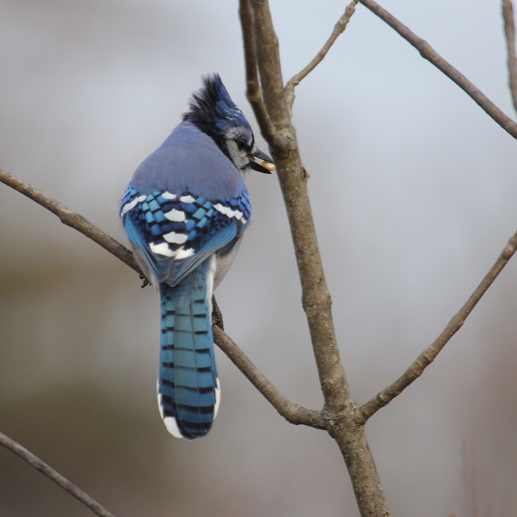 Blue Jay from Cambridge, ON, Canada on December 14, 2023 at 11:04 AM by ...