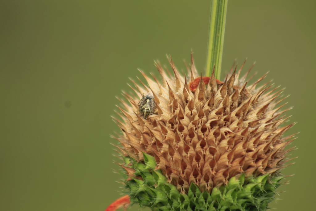 African Cluster Bug from Parque Nacional Cerro de la Estrella, Ciudad ...