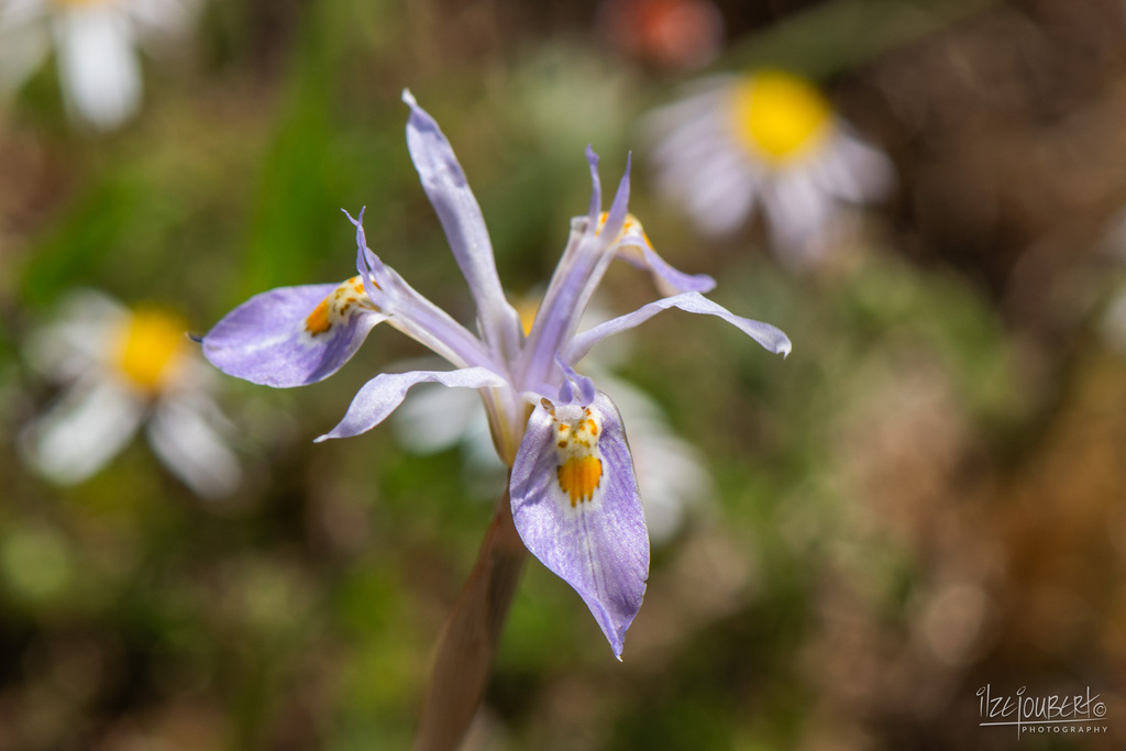 Moraea stricta from Rietvallei 377-Jr, Pretoria, 0181, South Africa on ...