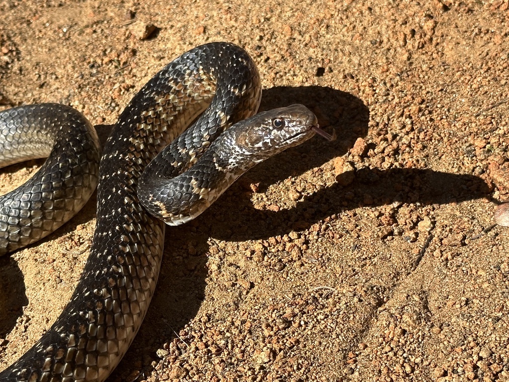Baja California Coachwhip in December 2023 by Brian Lohstroh · iNaturalist